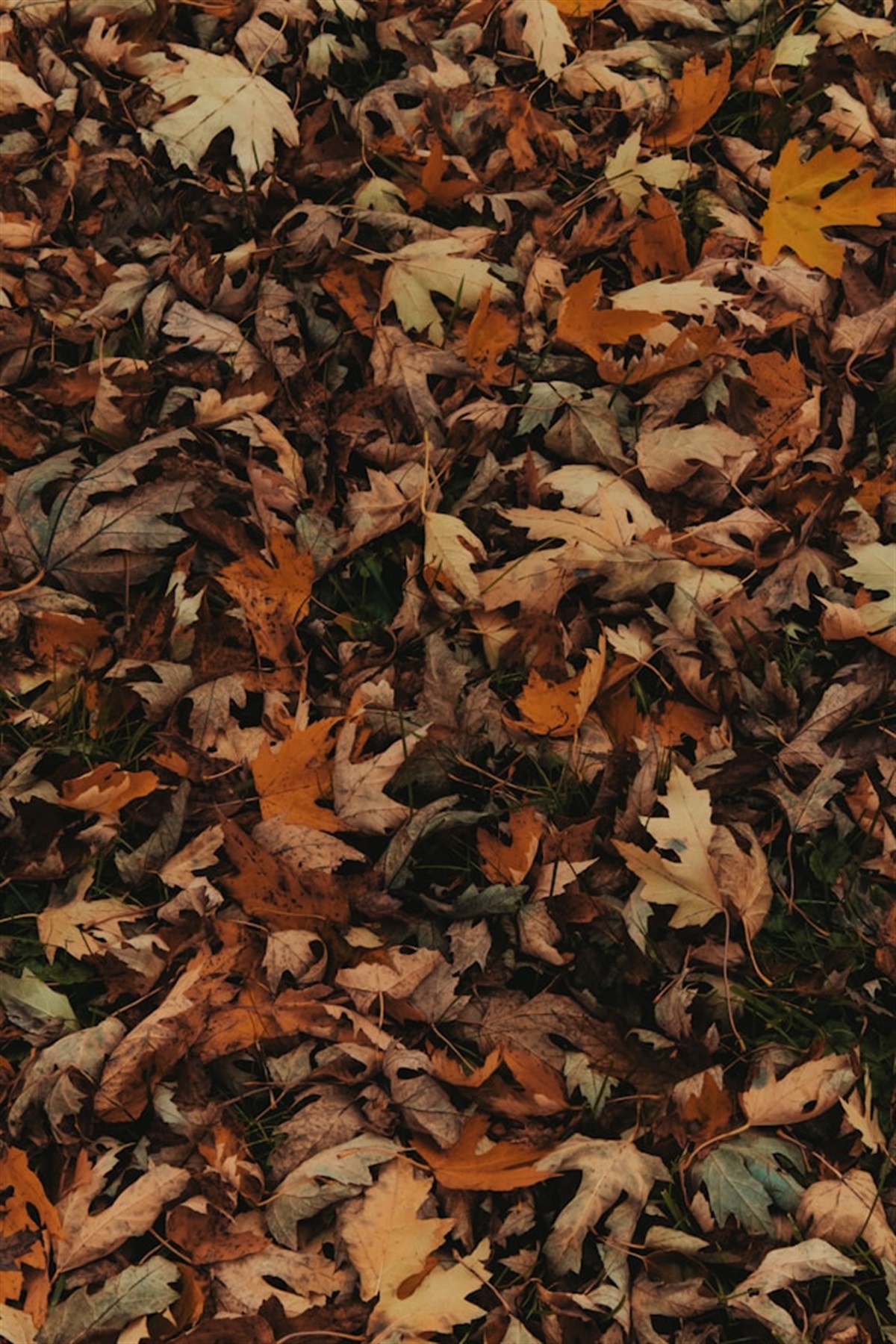 Easy Fall Yard Clean-up 2024 Town of Manchester